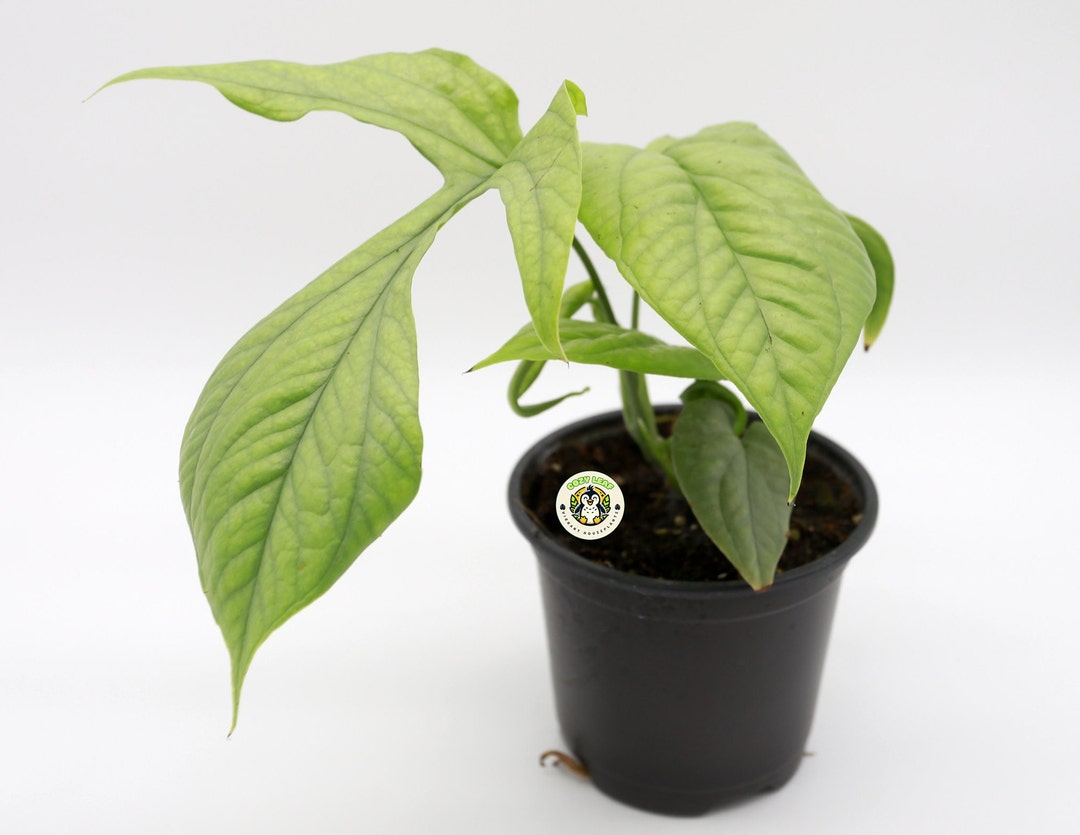 Amydrium Medium silver Rare Silver-speckled Foliage Plant Easy Care ...