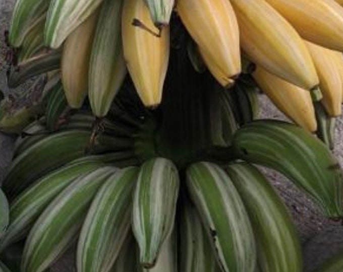 Musa Florida Variegated Banana Tree - Etsy