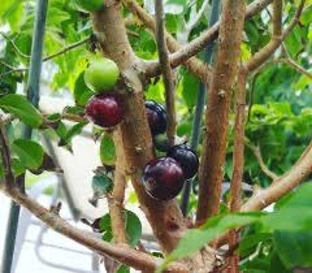Red hybrid Jaboticaba tree - Etsy Portugal