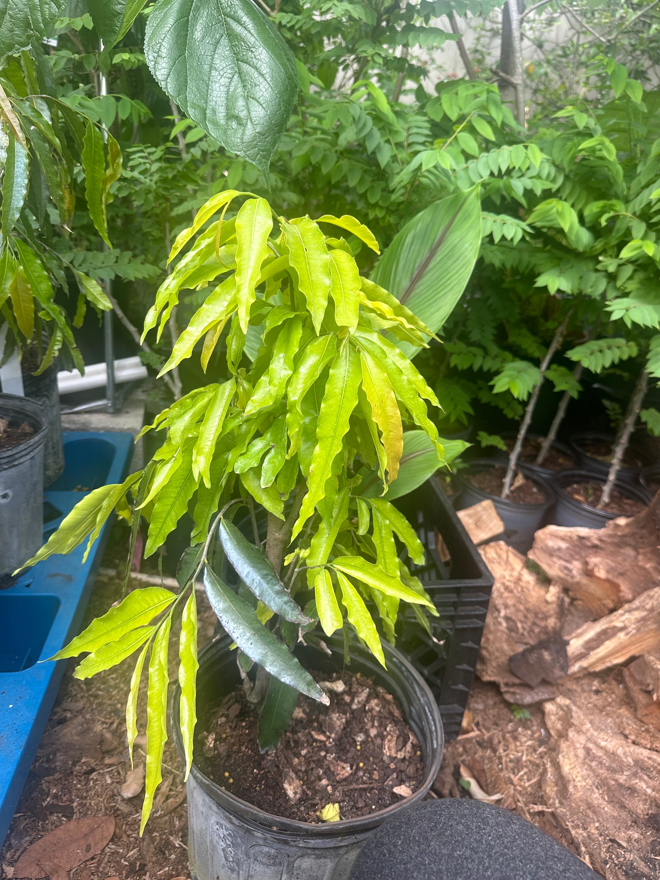 Ashoka Plant - Etsy