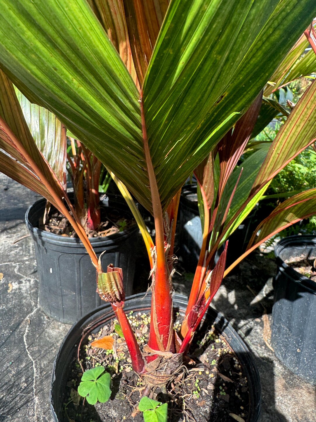 Areca Vestiaria Red, Red Crownshaft Palm, Very Rare and Exotic Palm ...