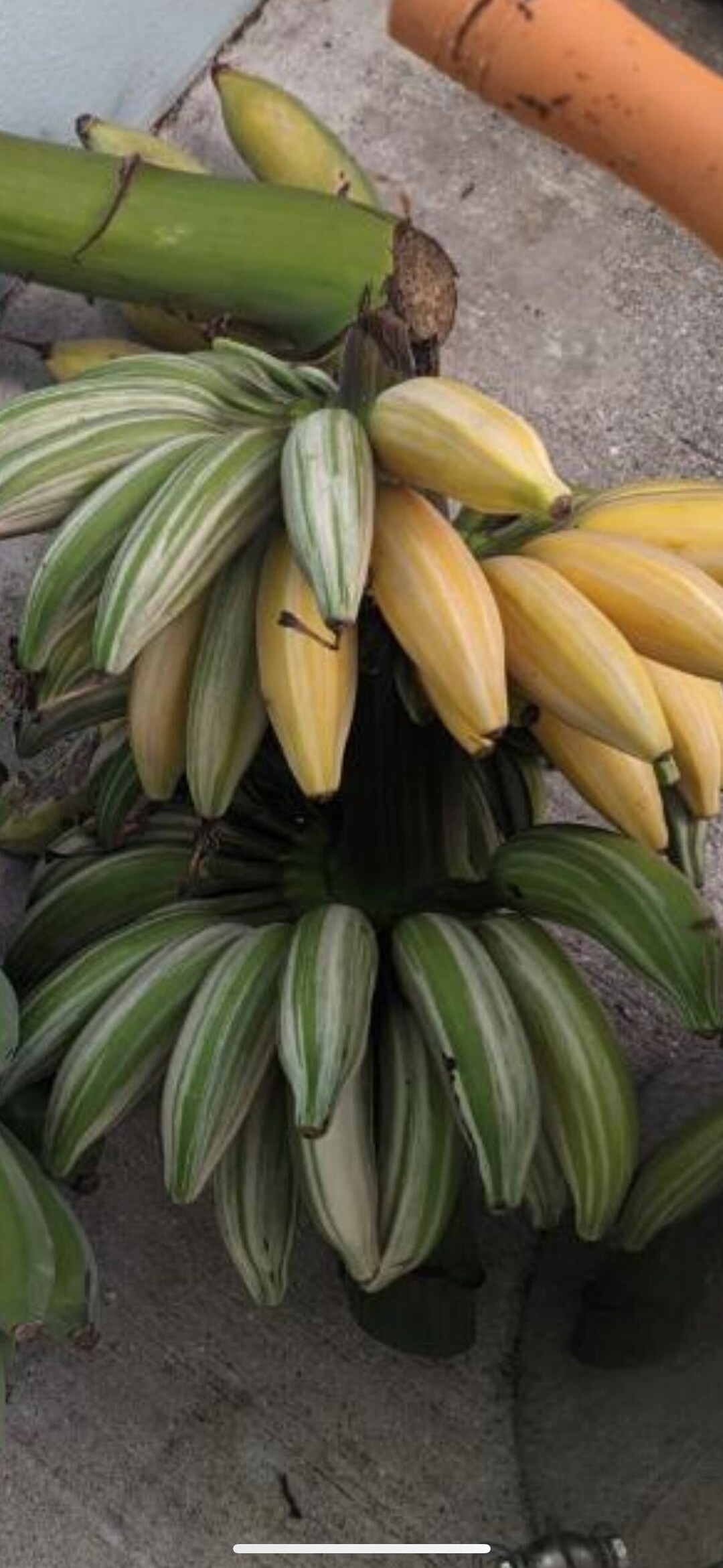 Musa Florida Variegated Banana Tree - Etsy