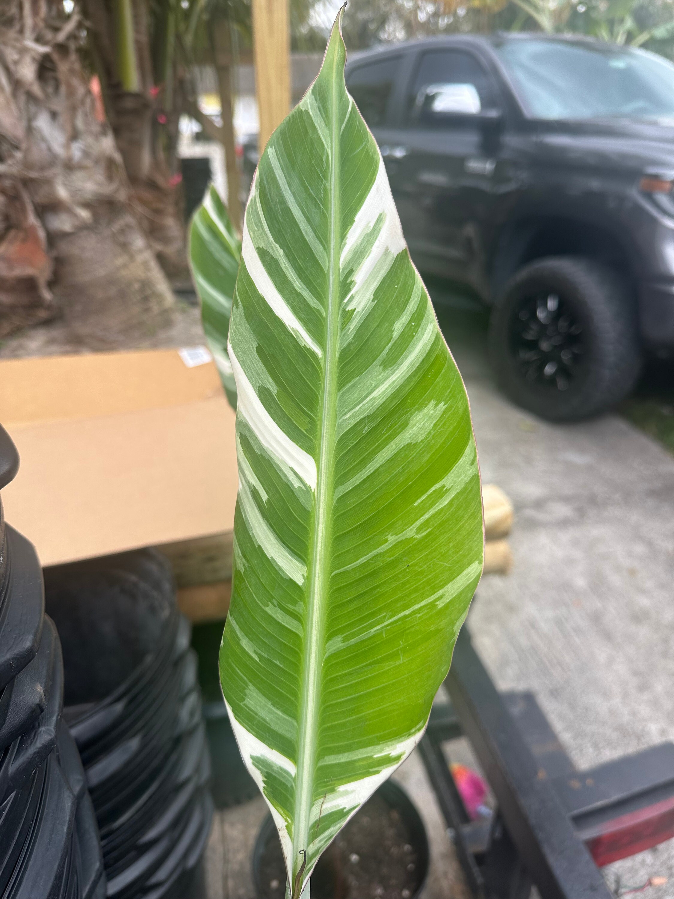 Musa Florida Variegated Banana Tree - Etsy