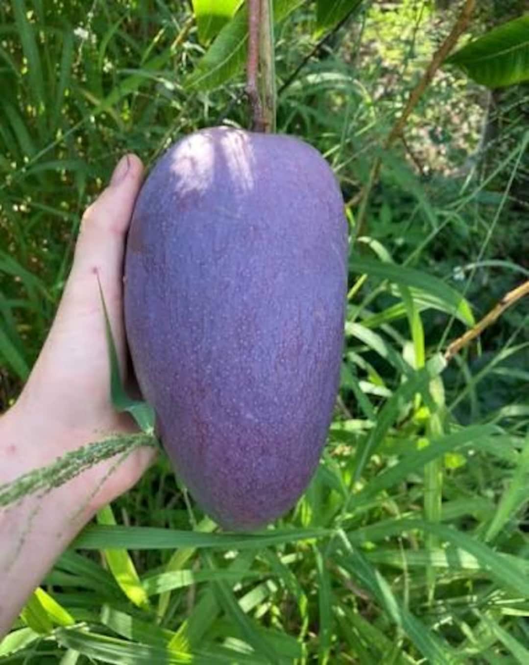 Thai Purple Mango Tree - Etsy