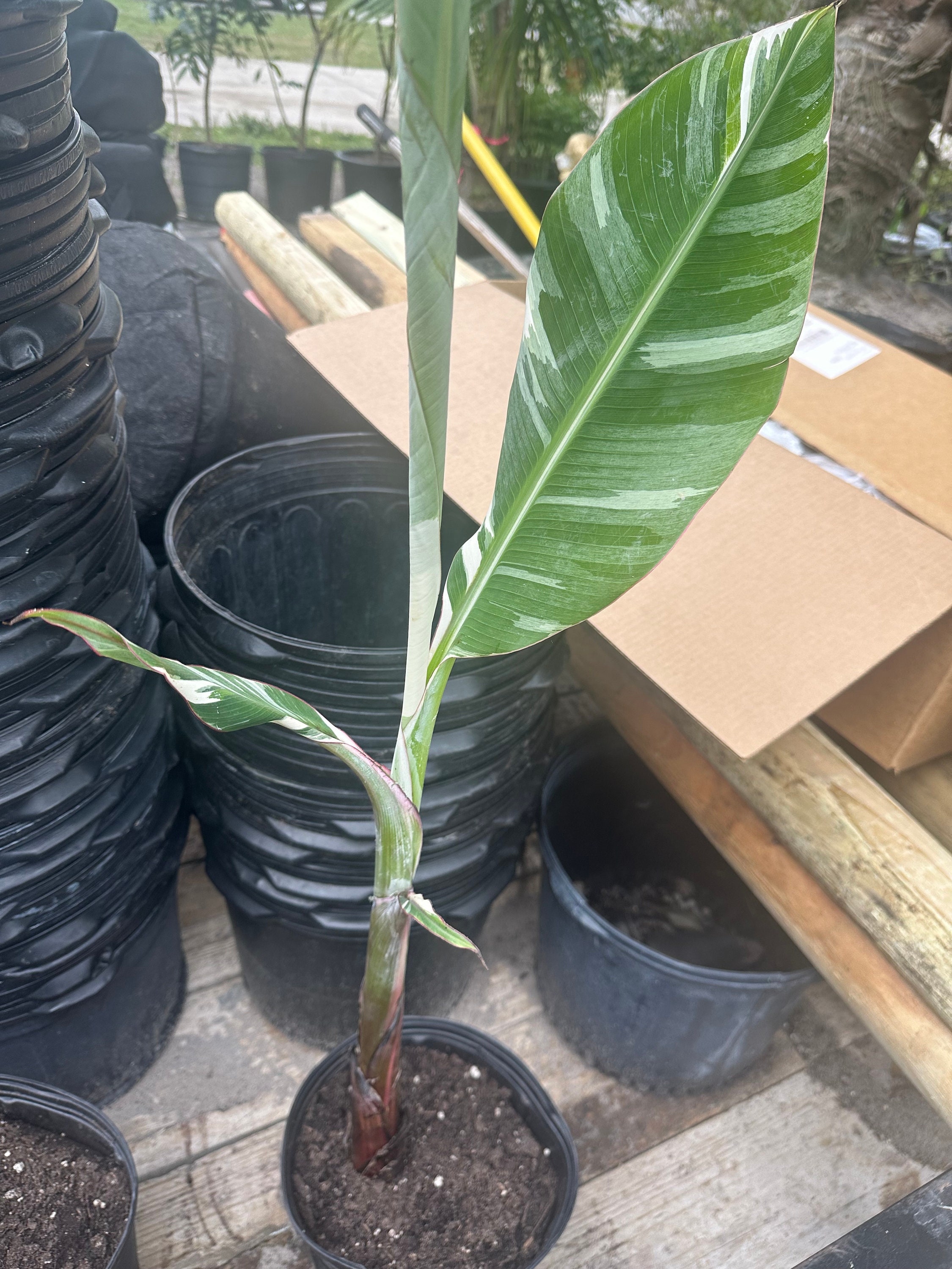 Musa Florida Variegated Banana Tree - Etsy