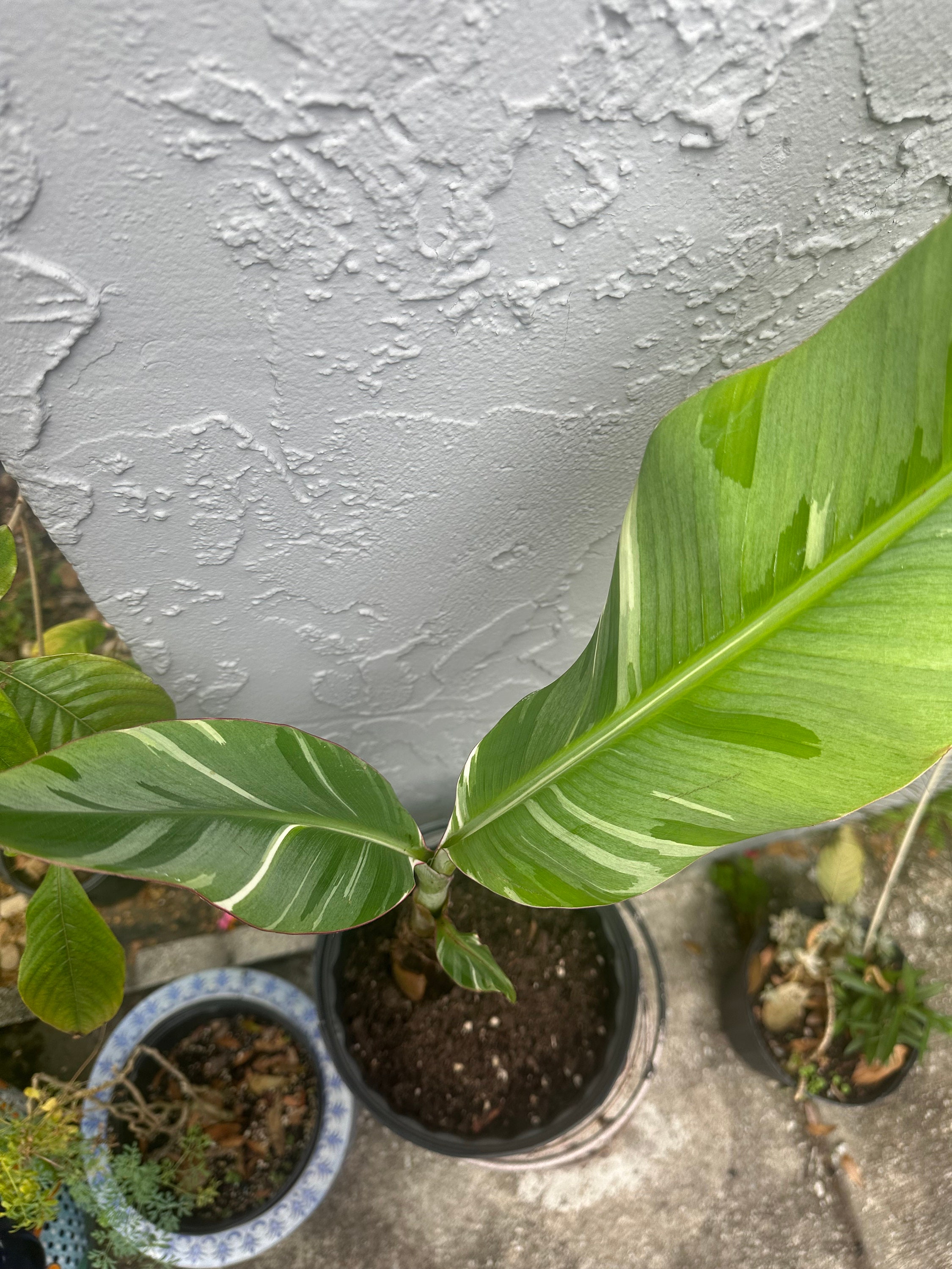 Musa Florida Variegated Banana Tree - Etsy