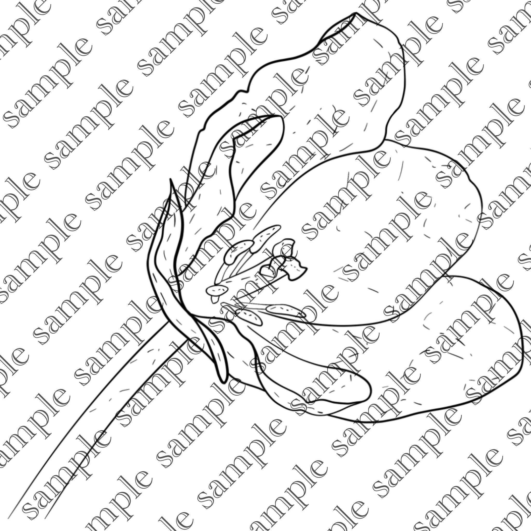 Realistic Hibiscus Flower Procreate Brushes - Etsy