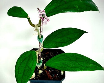 RARE Hoya Jennifer - Etsy