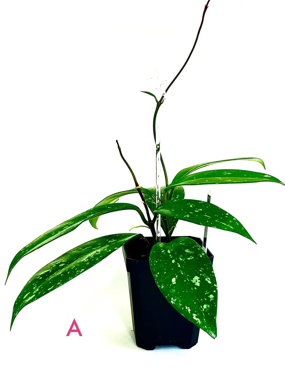 Hoya Pubicalyx Splash - Etsy