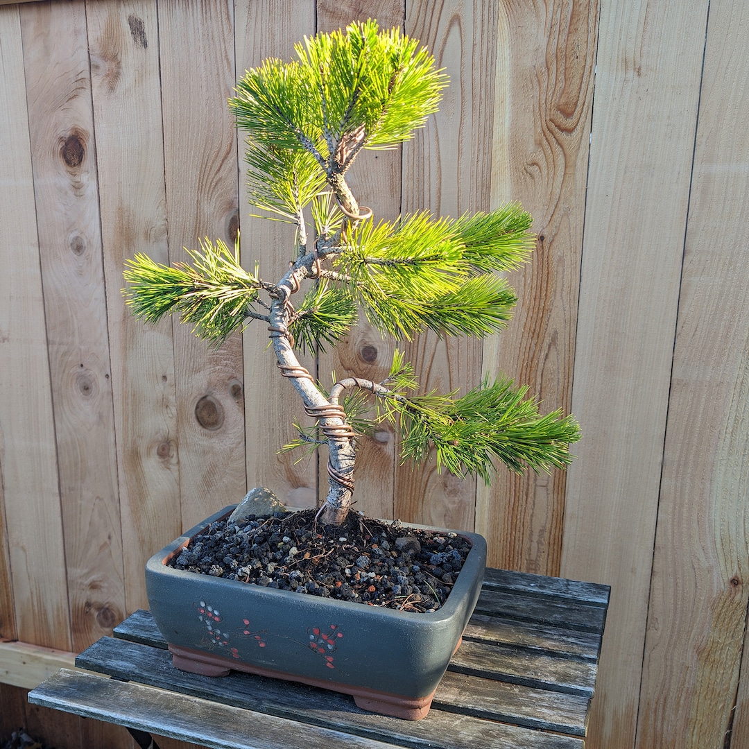 Golden Pine Bonsai Tree #1 - Etsy