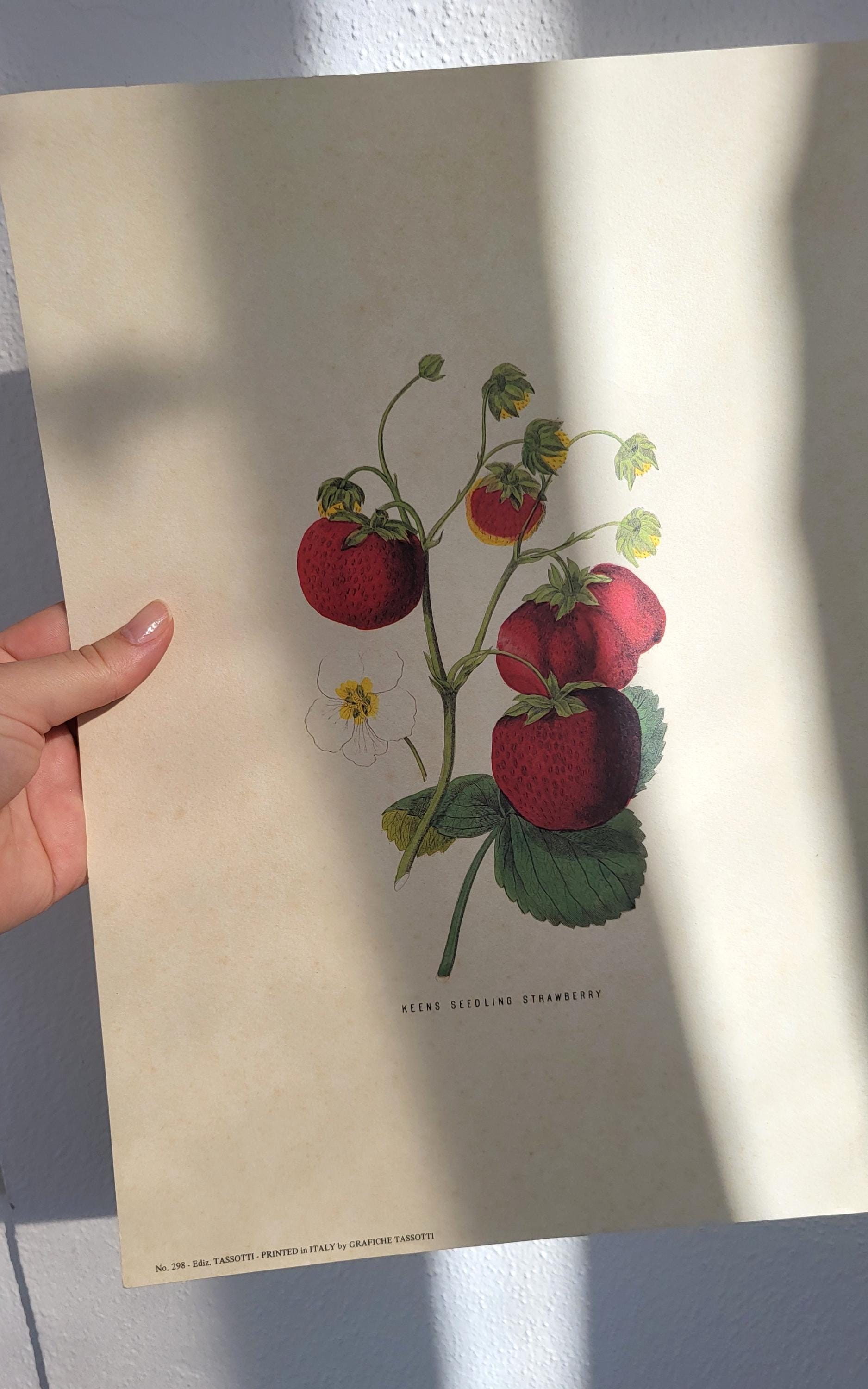 Vintage Italian Lithograph by Tassotti keens Seedling Strawberry No ...