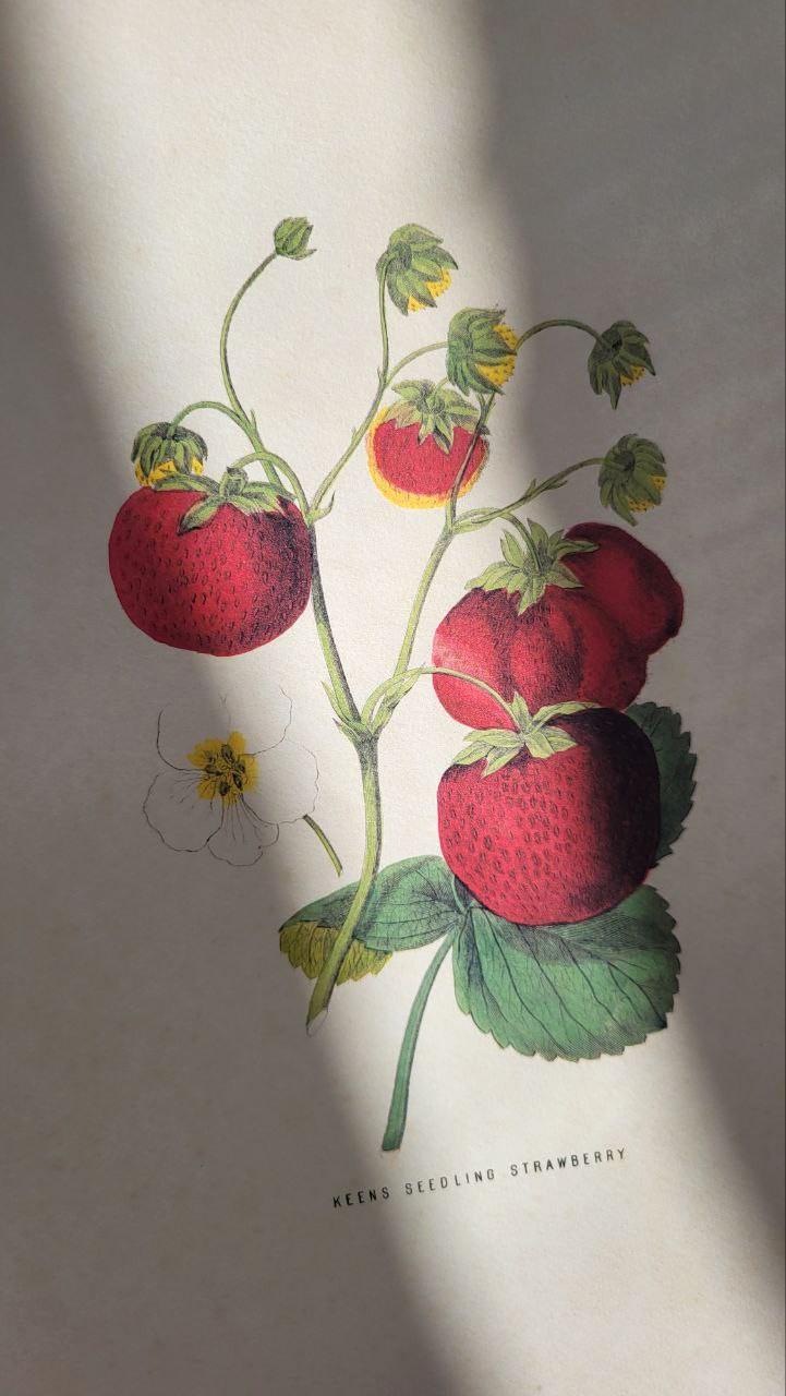 Vintage Italian Lithograph by Tassotti | "keens Seedling Strawberry ...