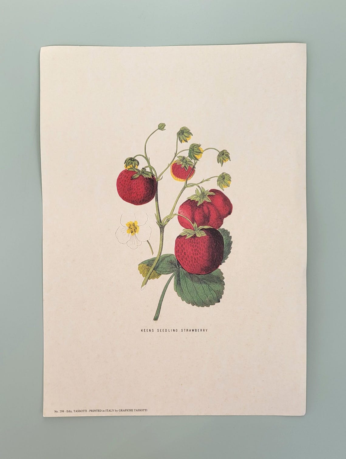 Vintage Italian Lithograph by Tassotti | "keens Seedling Strawberry ...