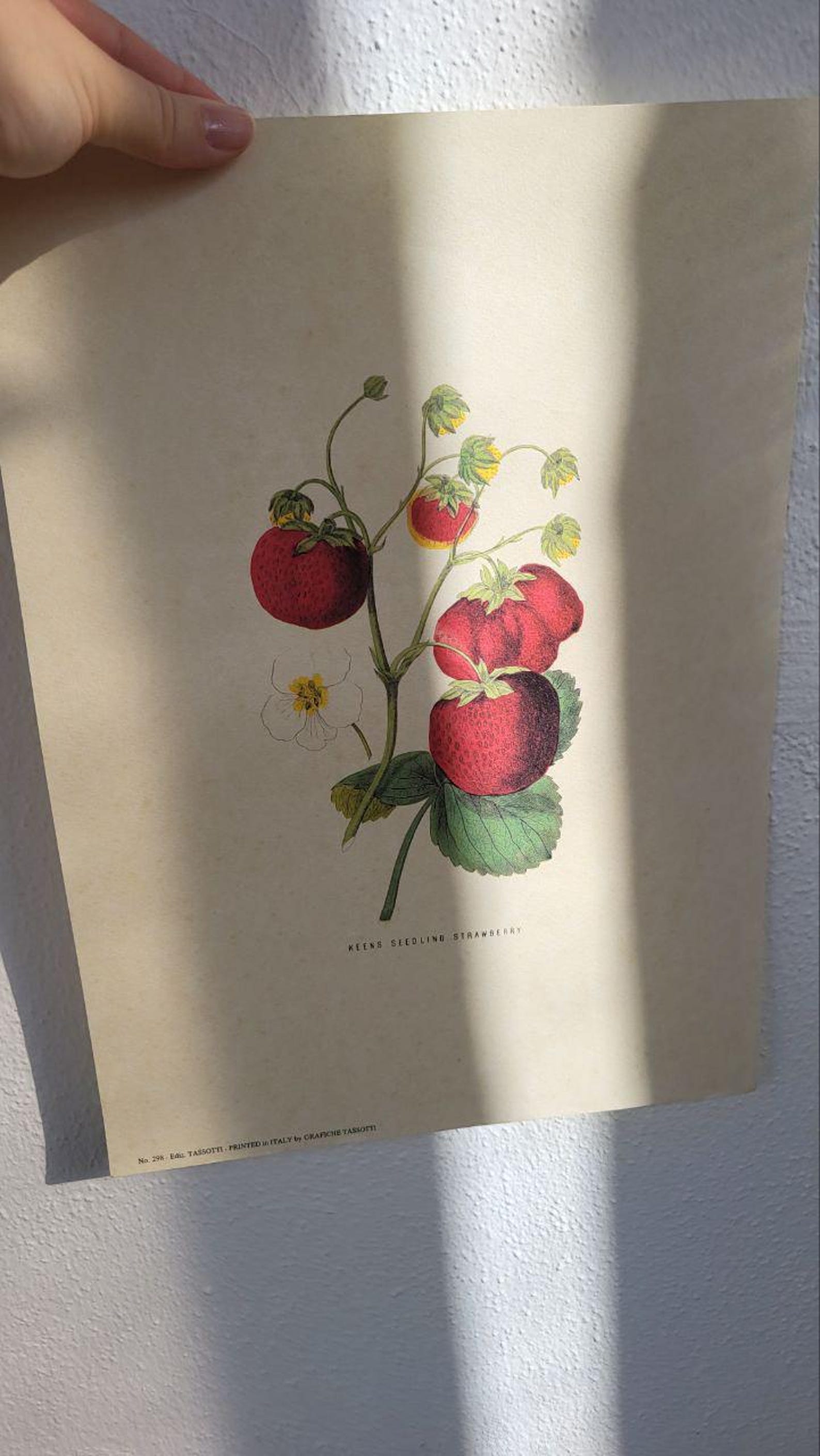 Vintage Italian Lithograph by Tassotti keens Seedling Strawberry No ...