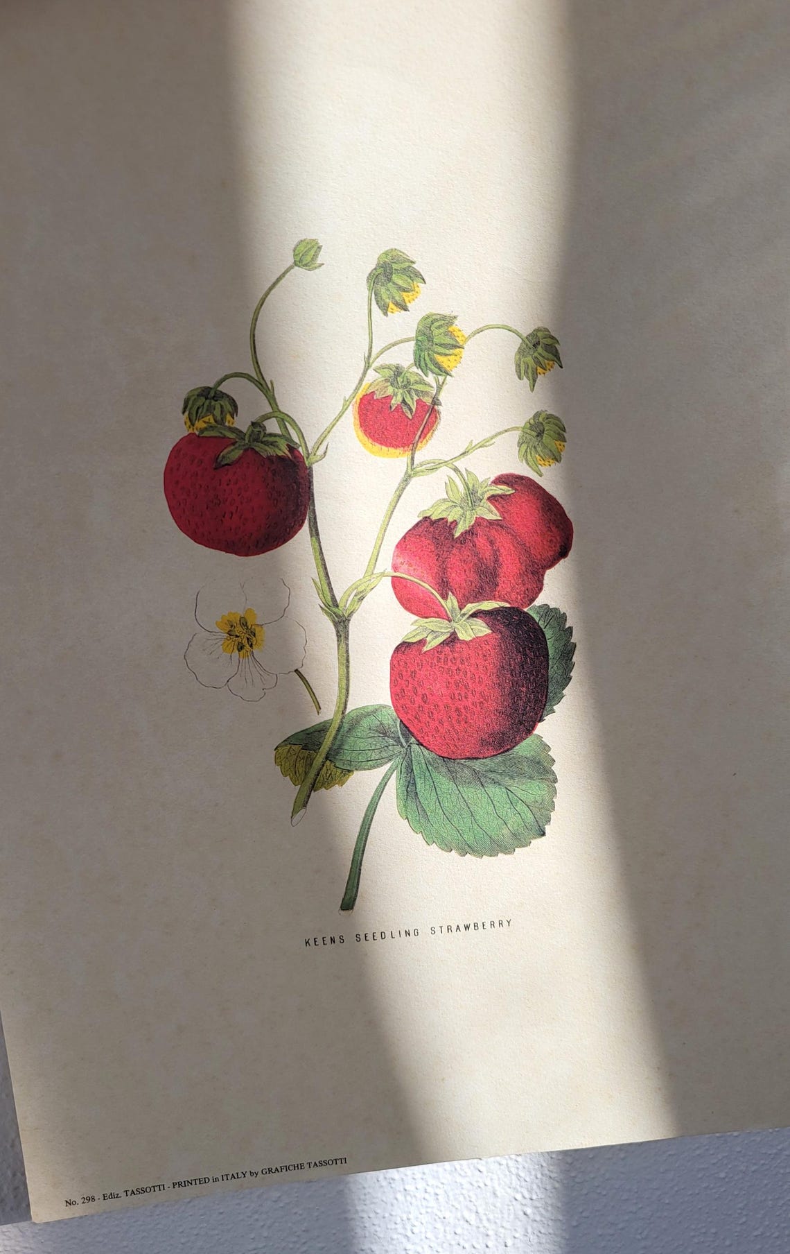 Vintage Italian Lithograph by Tassotti keens Seedling Strawberry No ...