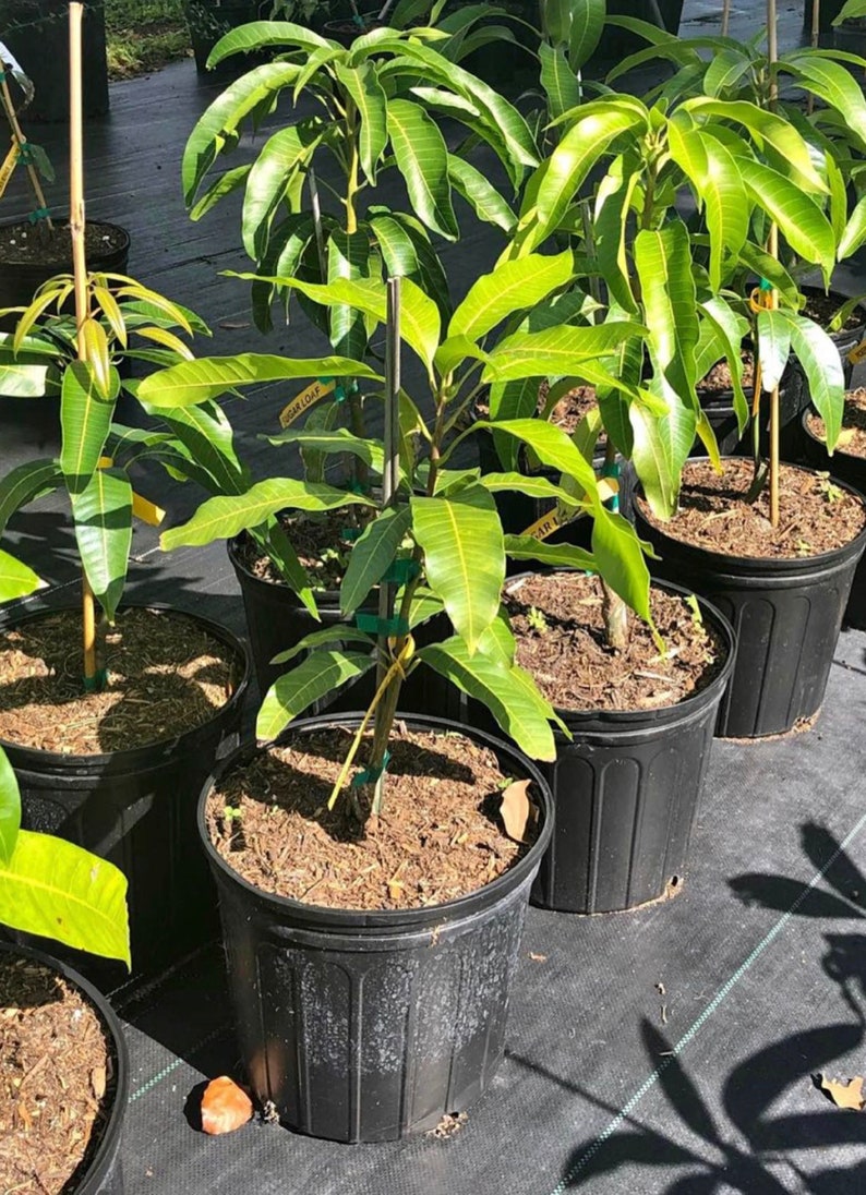 LIVE Healthy Grafted Mango Tree multiple Verities Available - Etsy