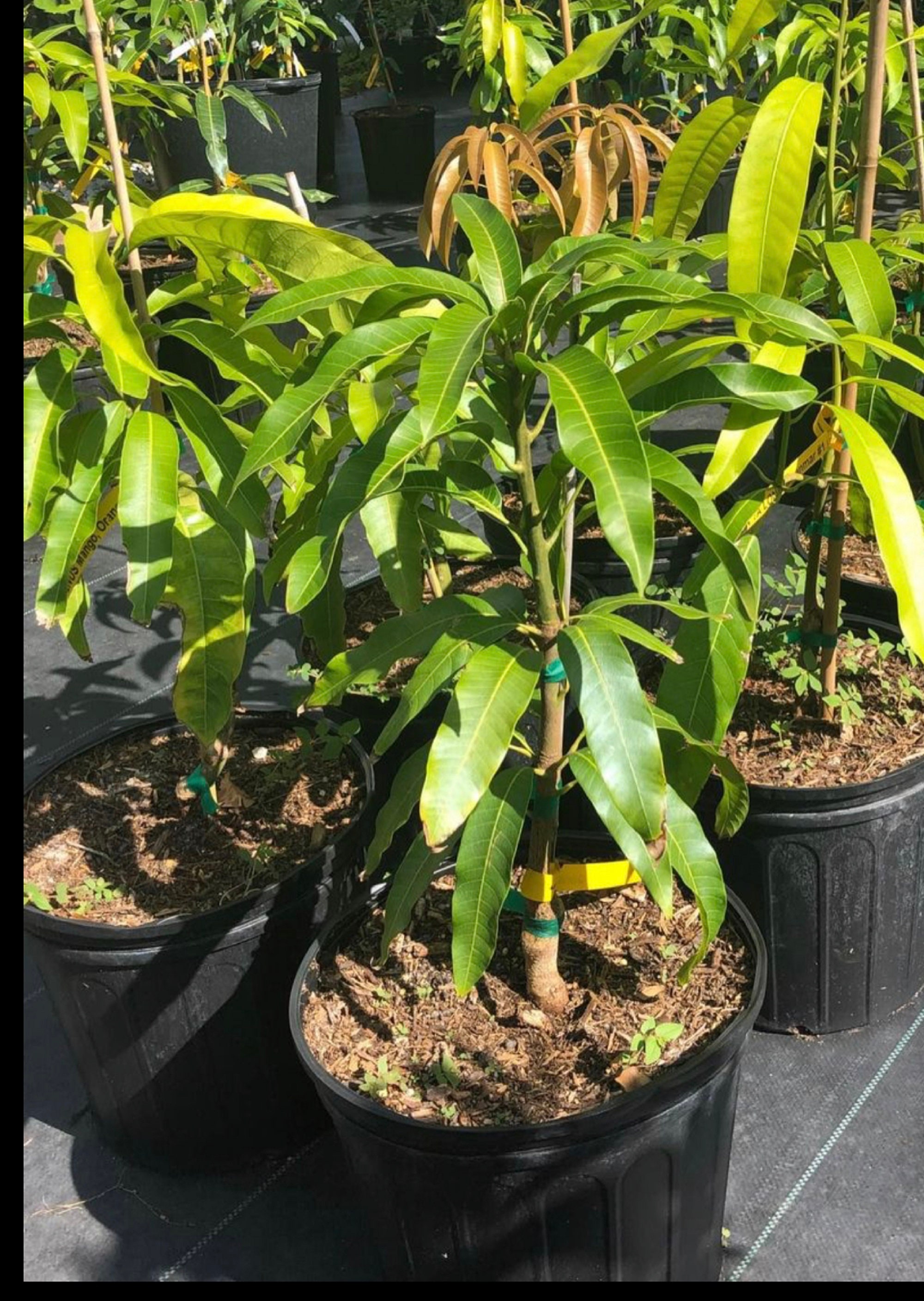 LIVE Healthy Grafted Mango Tree multiple Verities Available - Etsy
