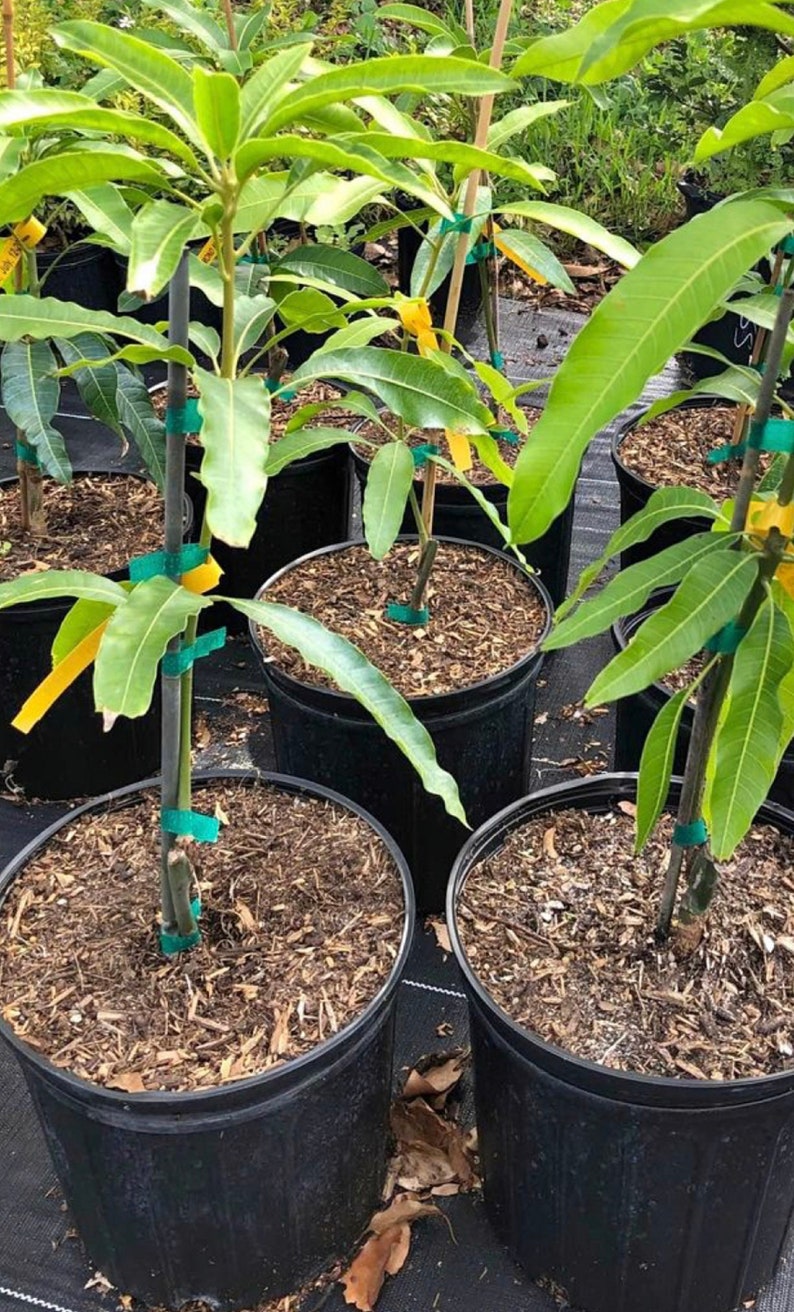 LIVE Healthy Grafted Mango Tree multiple Verities Available - Etsy