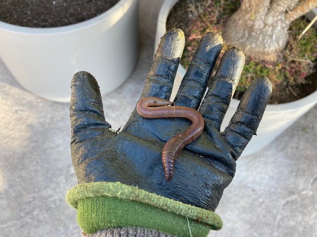 European Nightcrawler Worm Castings and Cocoons for Compost Tea and ...