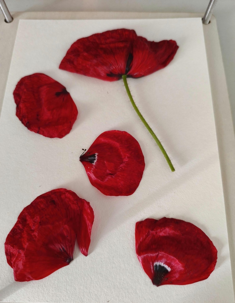 Real Red Poppy Earrings: Botanical Resin Jewelry, Statement Floral Gift ...