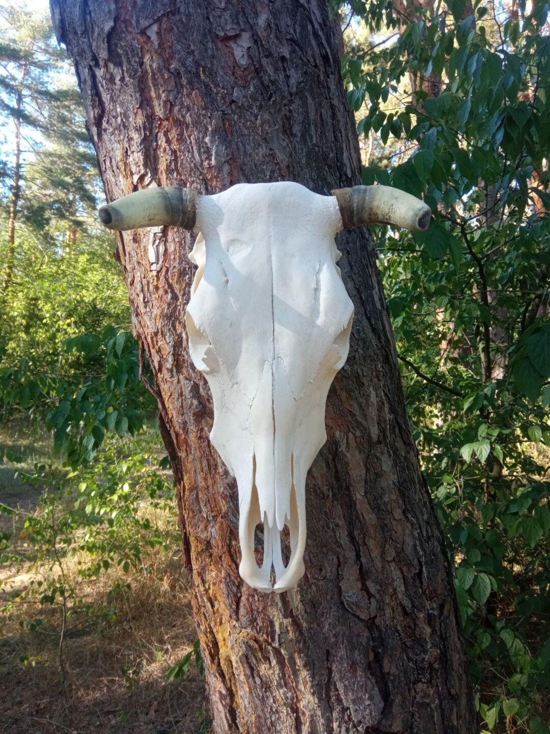 Real BIG HORNS Authentic Real Bull Skull: Processed, Whitened, and ...