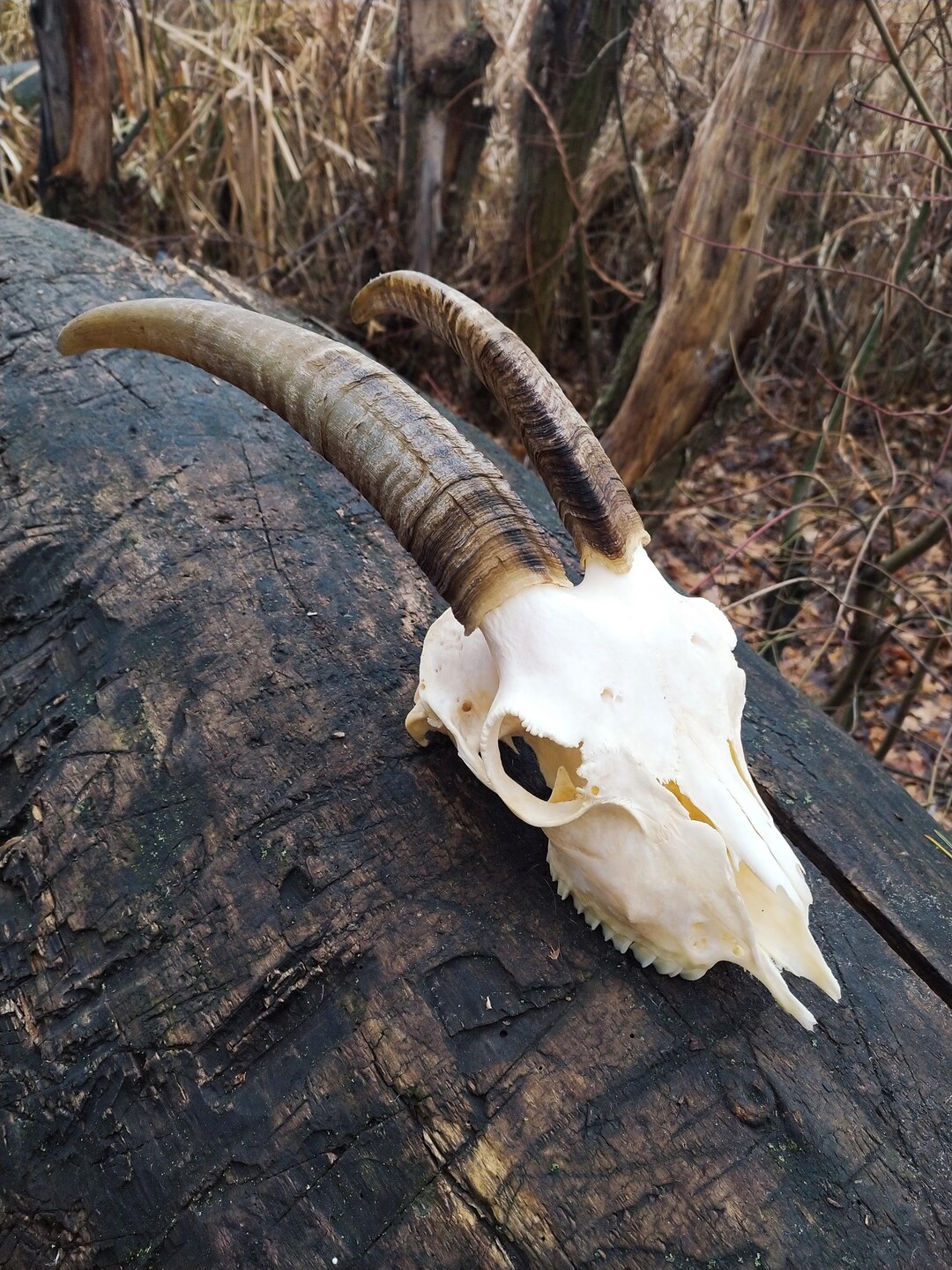 Authentic & Rare Goat Skull With Horns A Unique Gift for Hunters, Skull ...