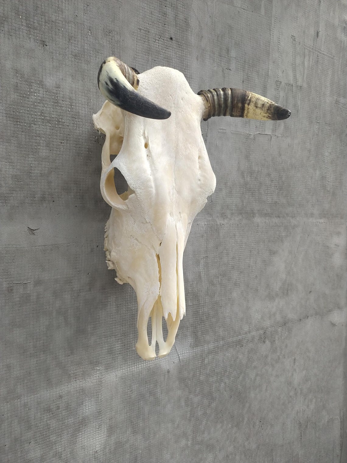 BIG HORNS 12, Authentic Real Bull Skull: Processed, Whitened, and ...