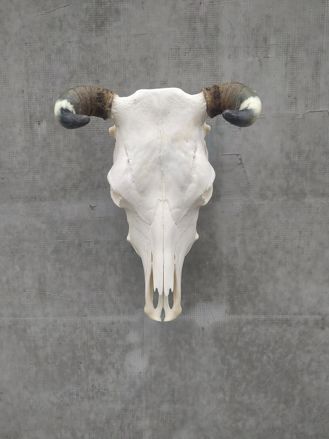 BIG HORNS, Authentic Real Bull Skull: Processed, Whitened, and Stunning ...