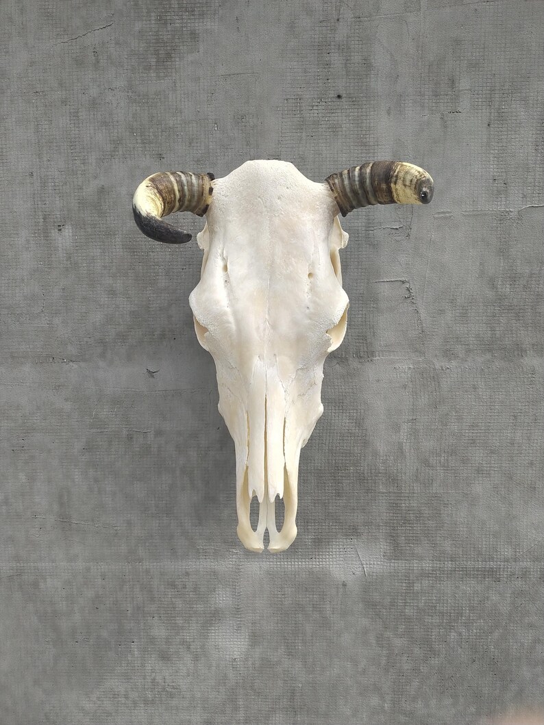 BIG HORNS 12, Authentic Real Bull Skull: Processed, Whitened, and ...