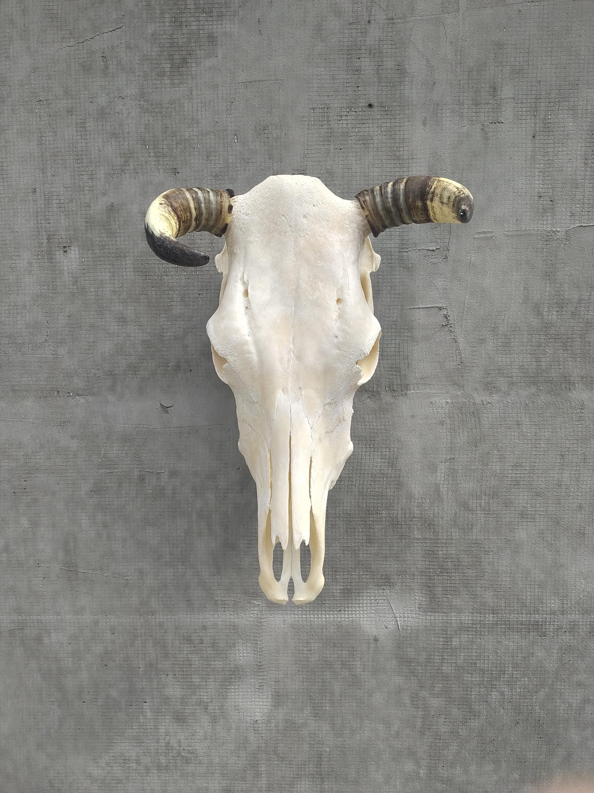 BIG HORNS 12, Authentic Real Bull Skull: Processed, Whitened, and ...