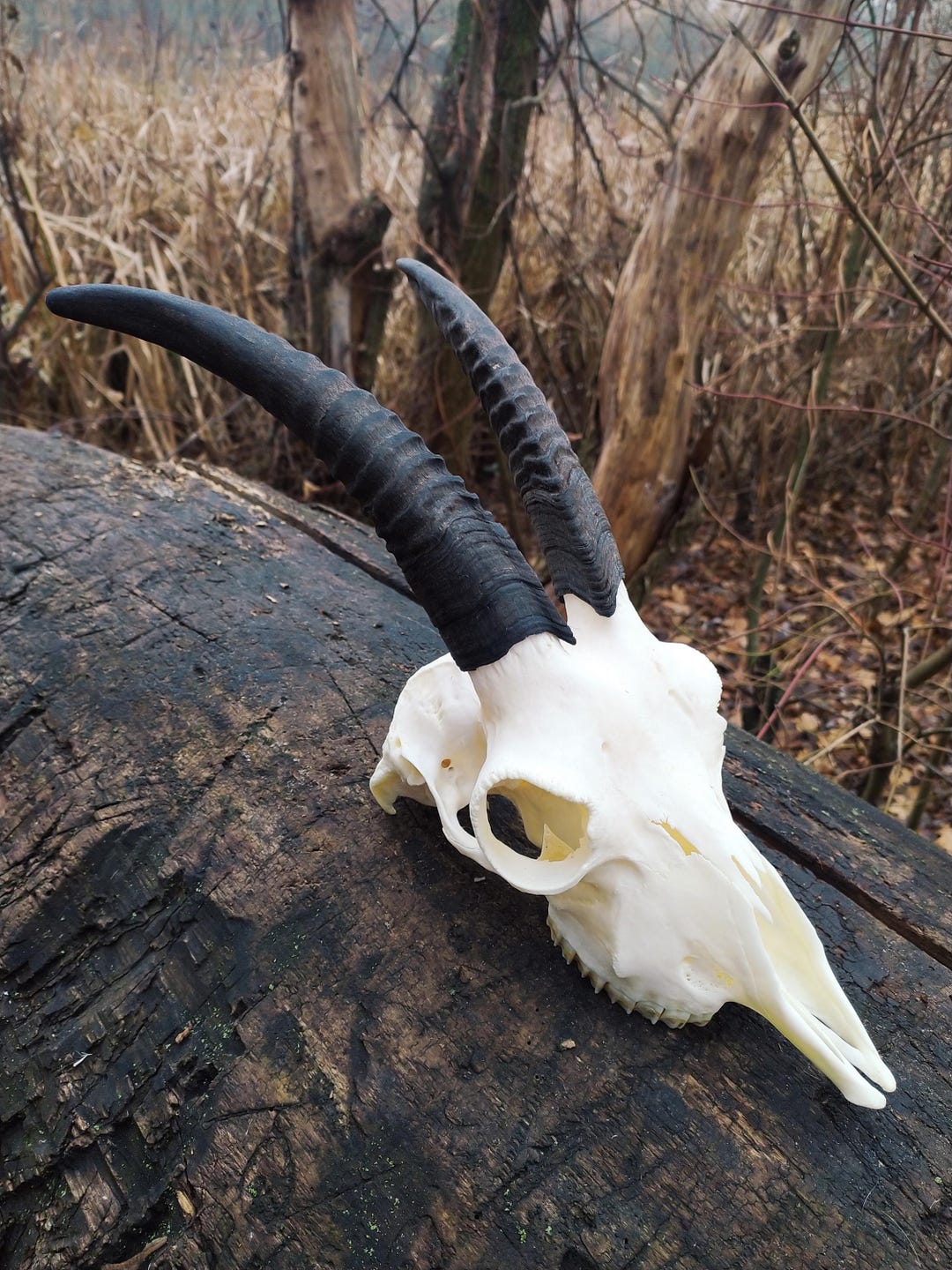 Authentic & Rare Goat Skull With Horns – A Unique Gift for Hunters ...