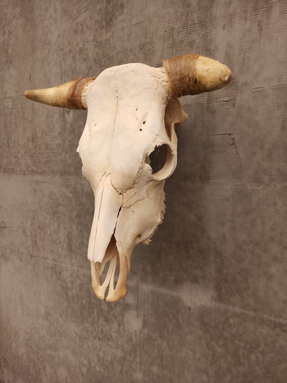 BIG HORNS 7, Authentic Real Bull Skull: Processed, Whitened, and ...