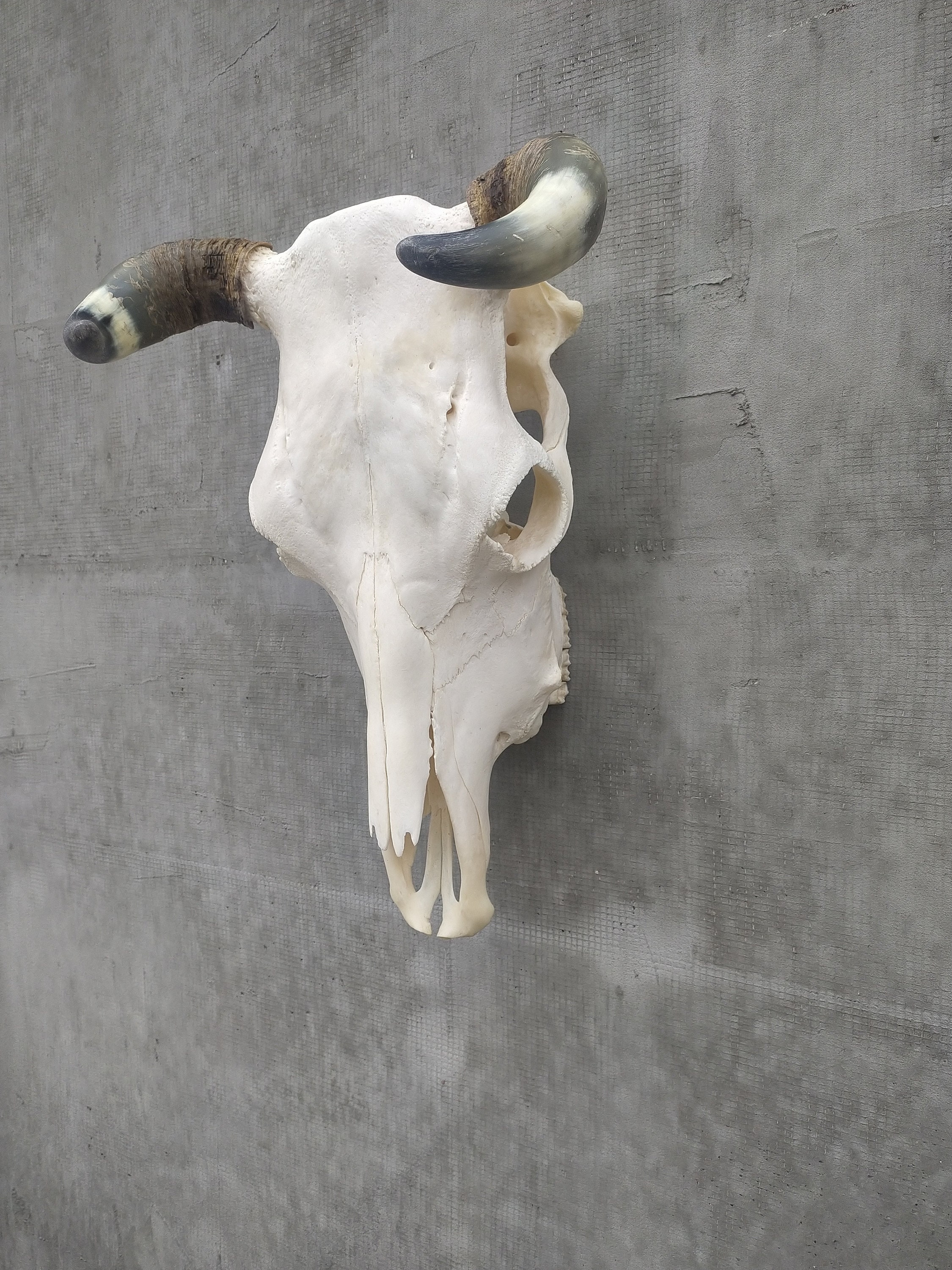 BIG HORNS, Authentic Real Bull Skull: Processed, Whitened, and Stunning ...