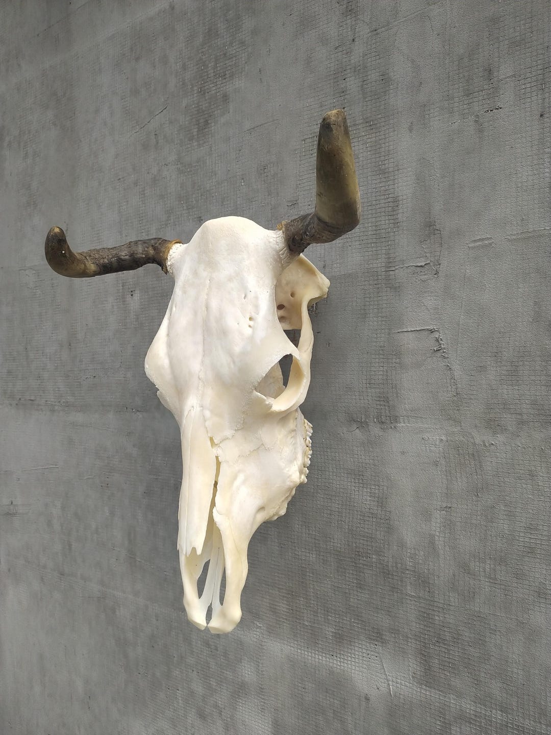 Real BIG HORNS 19 Authentic Real Bull Skull: Processed, Whitened, and ...