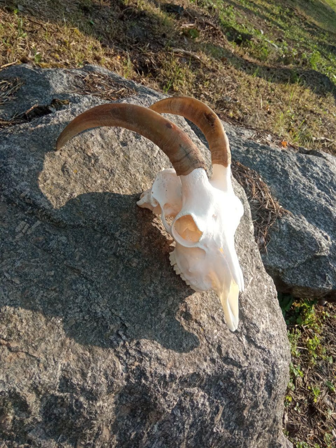 Authentic & Rare Goat Skull With Horns – A Unique Gift for Hunters ...