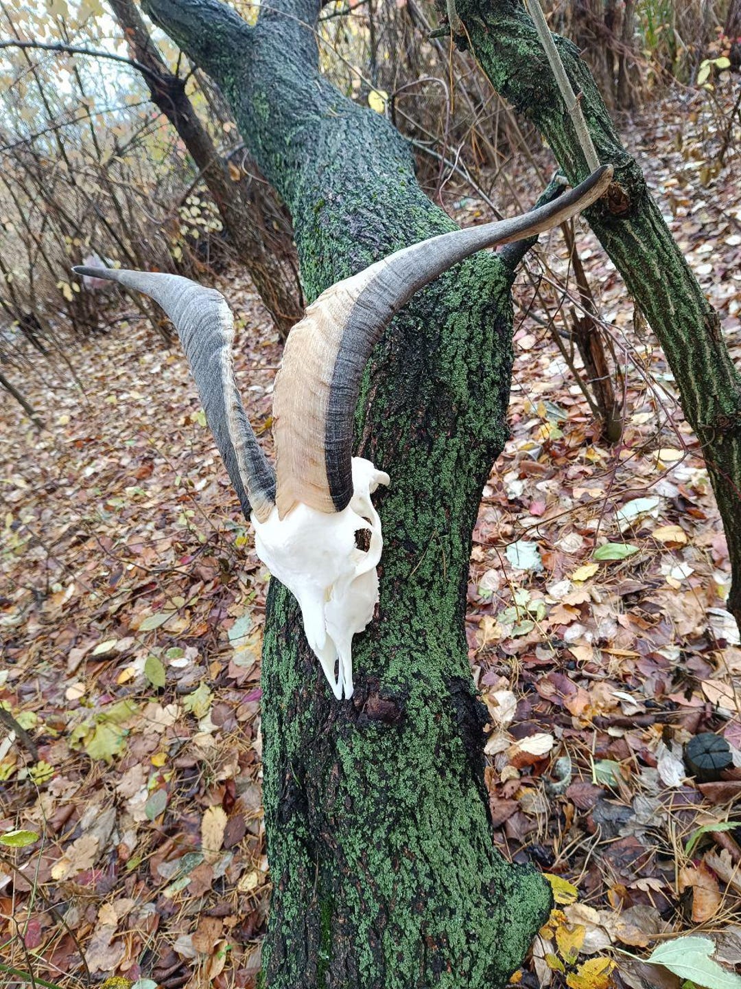 Authentic & Rare Goat Skull With Horns – A Unique Gift for Hunters ...