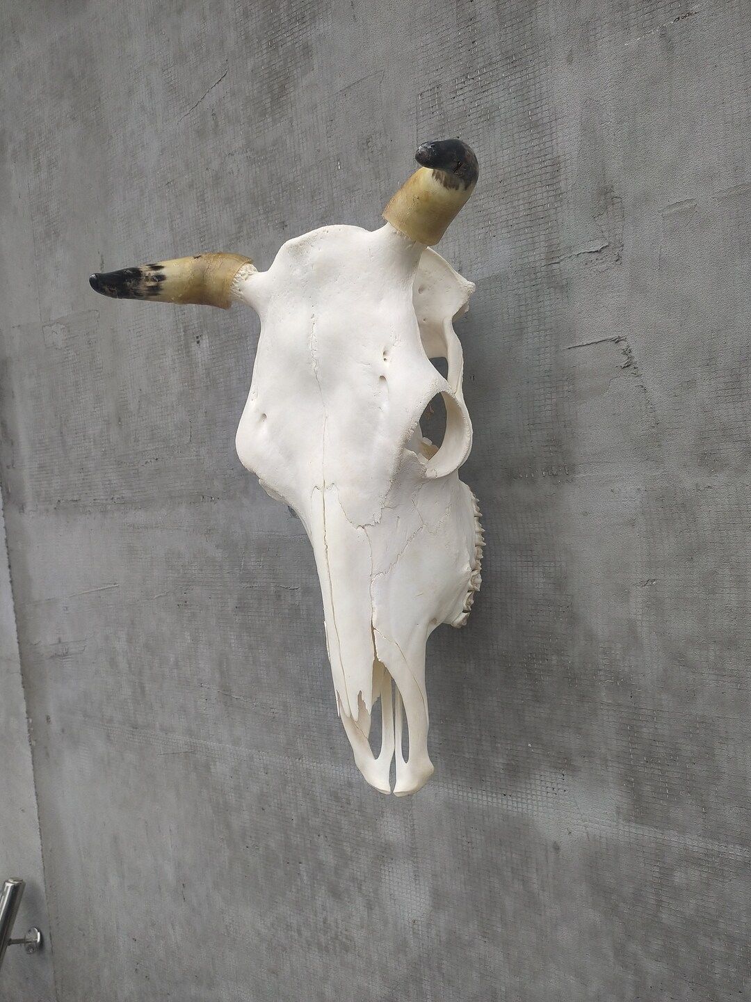 BIG HORNS 06/30/7, Authentic Real Bull Skull: Processed, Whitened, and ...