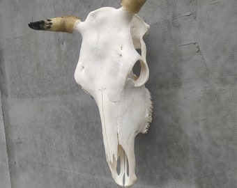 BIG HORNS 01, Authentic Real Bull Skull: Processed, Whitened, and ...