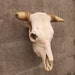 BIG HORNS 7, Authentic Real Bull Skull: Processed, Whitened, and ...