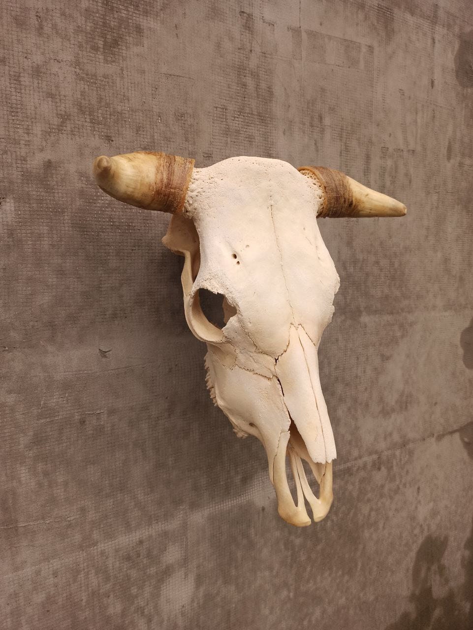 BIG HORNS 7, Authentic Real Bull Skull: Processed, Whitened, and ...