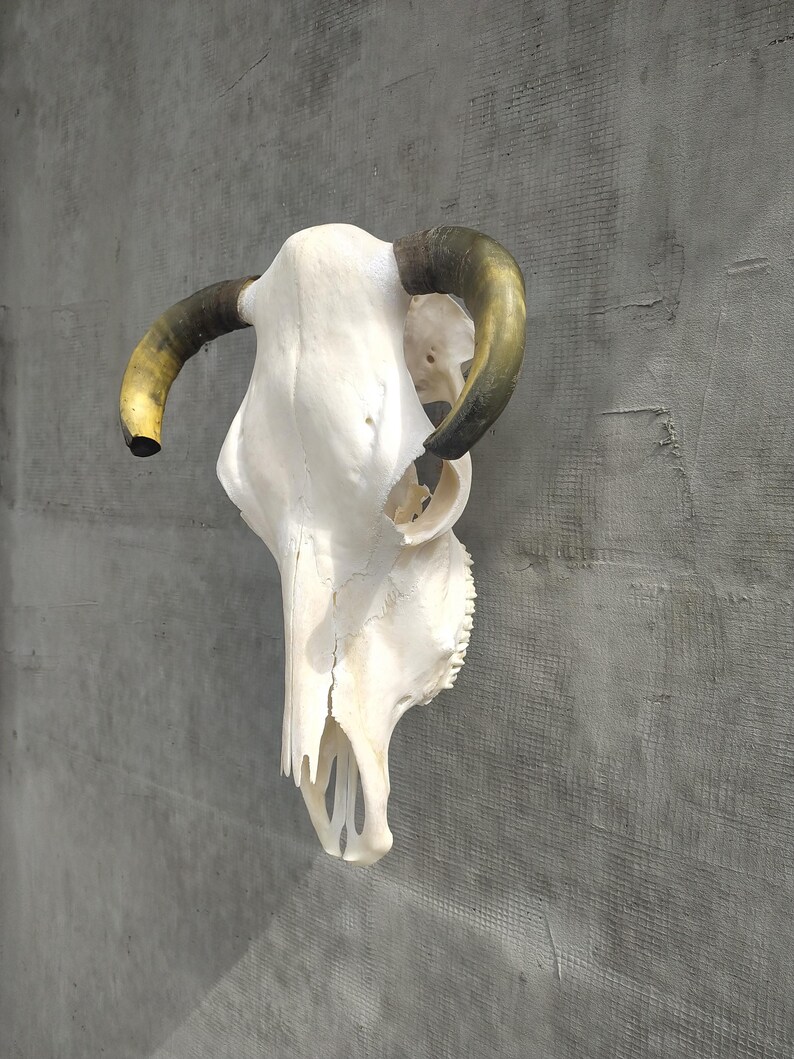 BIG HORNS 15, Authentic Real Bull Skull: Processed, Whitened, and ...