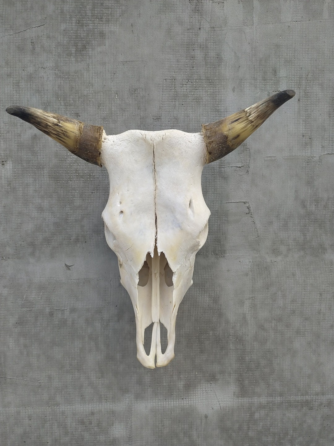 BIG HORNS 1.07/3, Authentic Real Bull Skull: Processed, Whitened, and ...