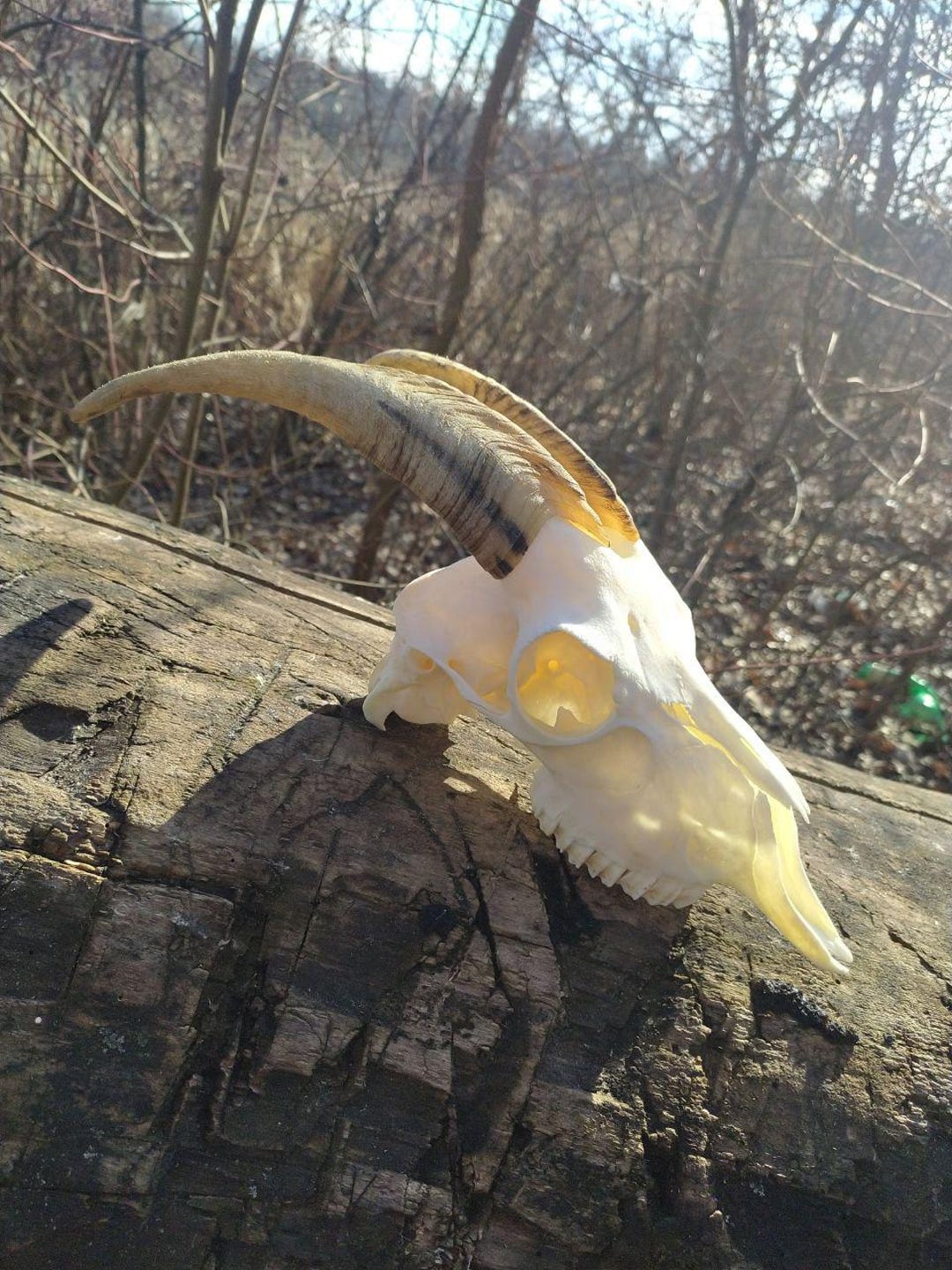 Authentic & Rare Goat Skull With Horns – A Unique Gift for Hunters ...