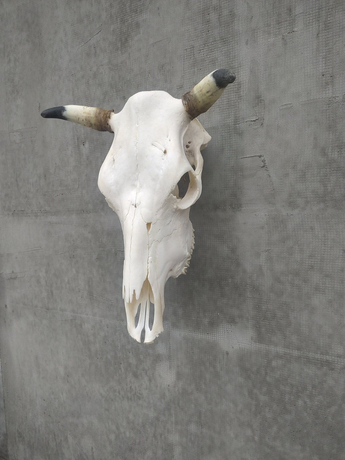 BIG HORNS, Authentic Real Bull Skull: Processed, Whitened, and Stunning ...