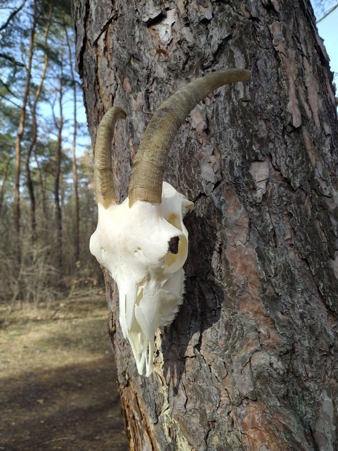 Authentic & Rare Goat Skull With Horns – A Unique Gift for Hunters ...