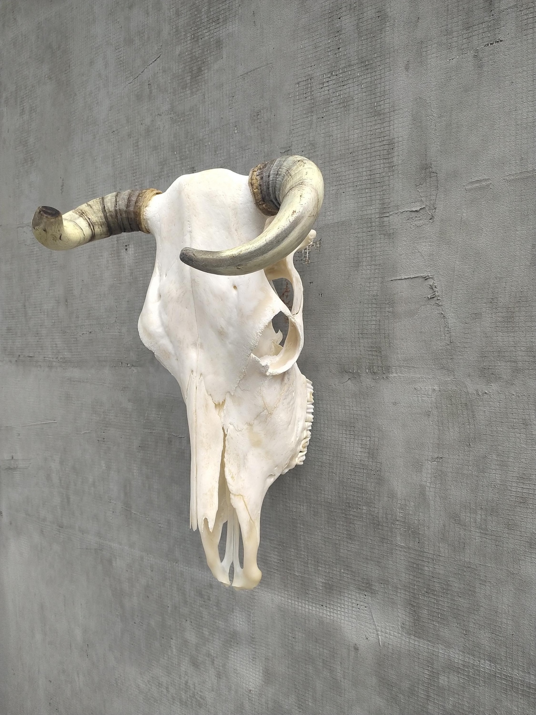 BIG HORNS 18, Authentic Real Bull Skull: Processed, Whitened, and ...