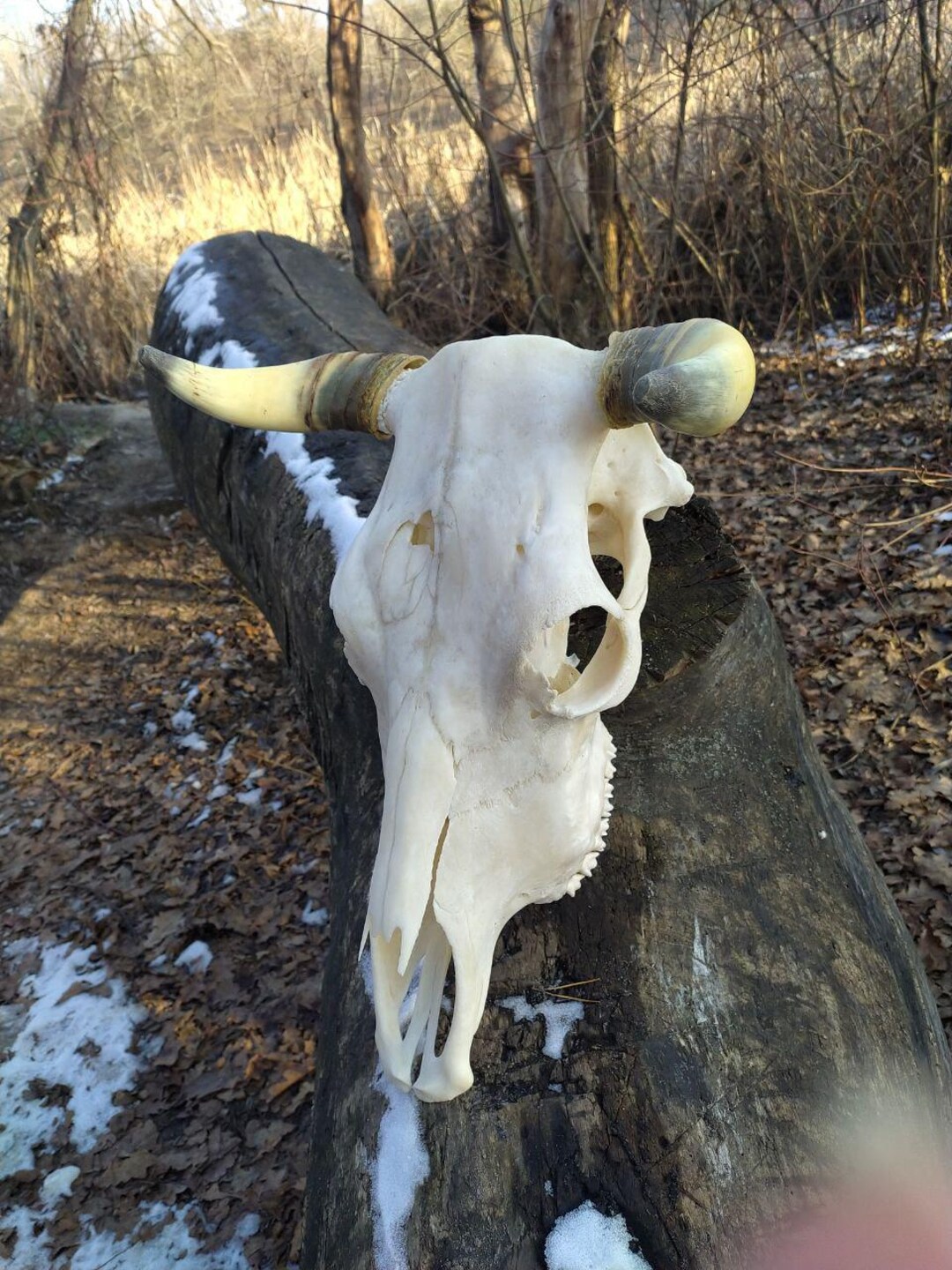 Real BIG HORNS 13.02/4, Authentic Real Bull Skull: Processed, Whitened ...