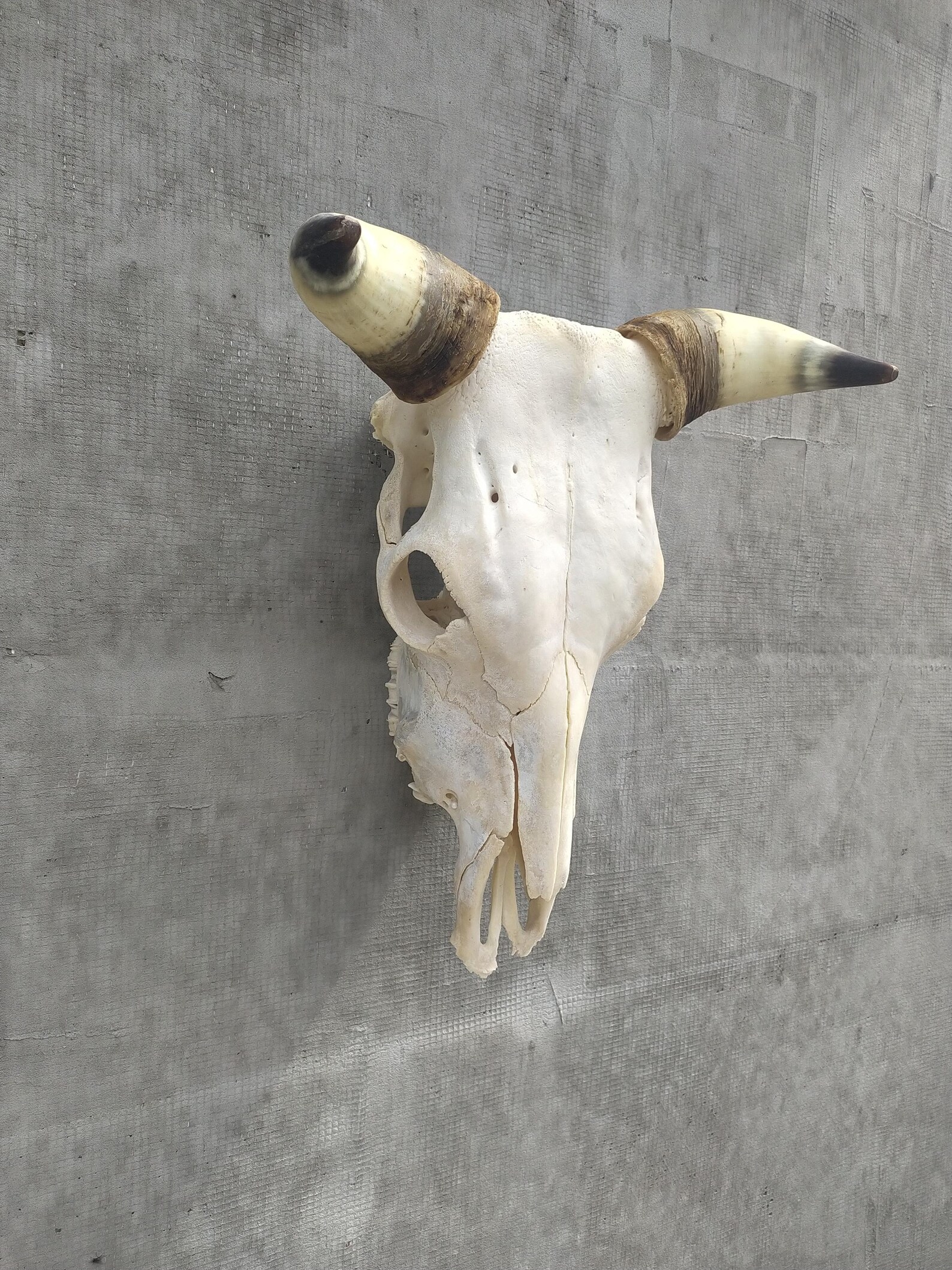 BIG HORNS 11, Authentic Real Bull Skull: Processed, Whitened, and ...