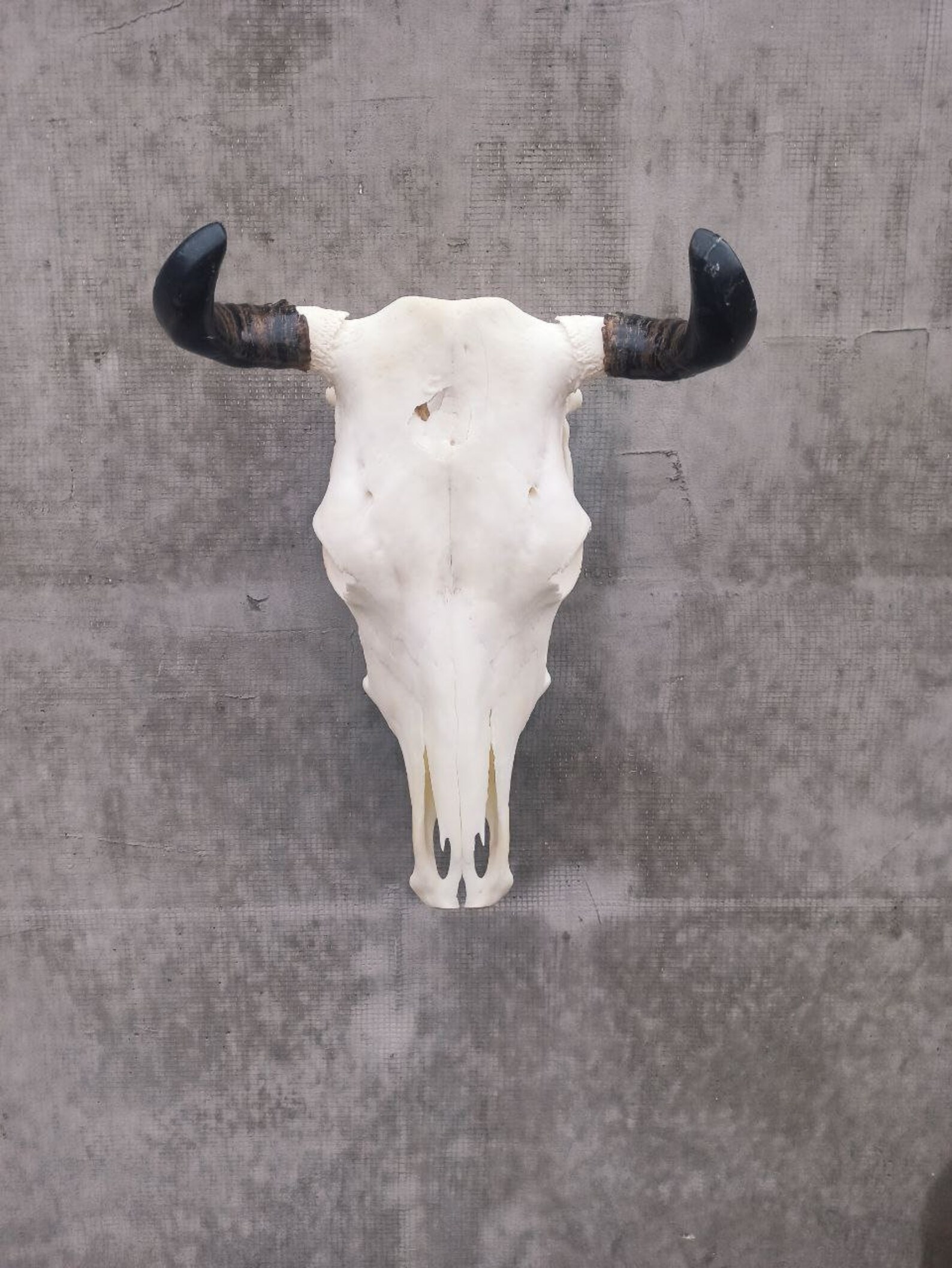 BIG HORNS 01, Authentic Real Bull Skull: Processed, Whitened, and ...