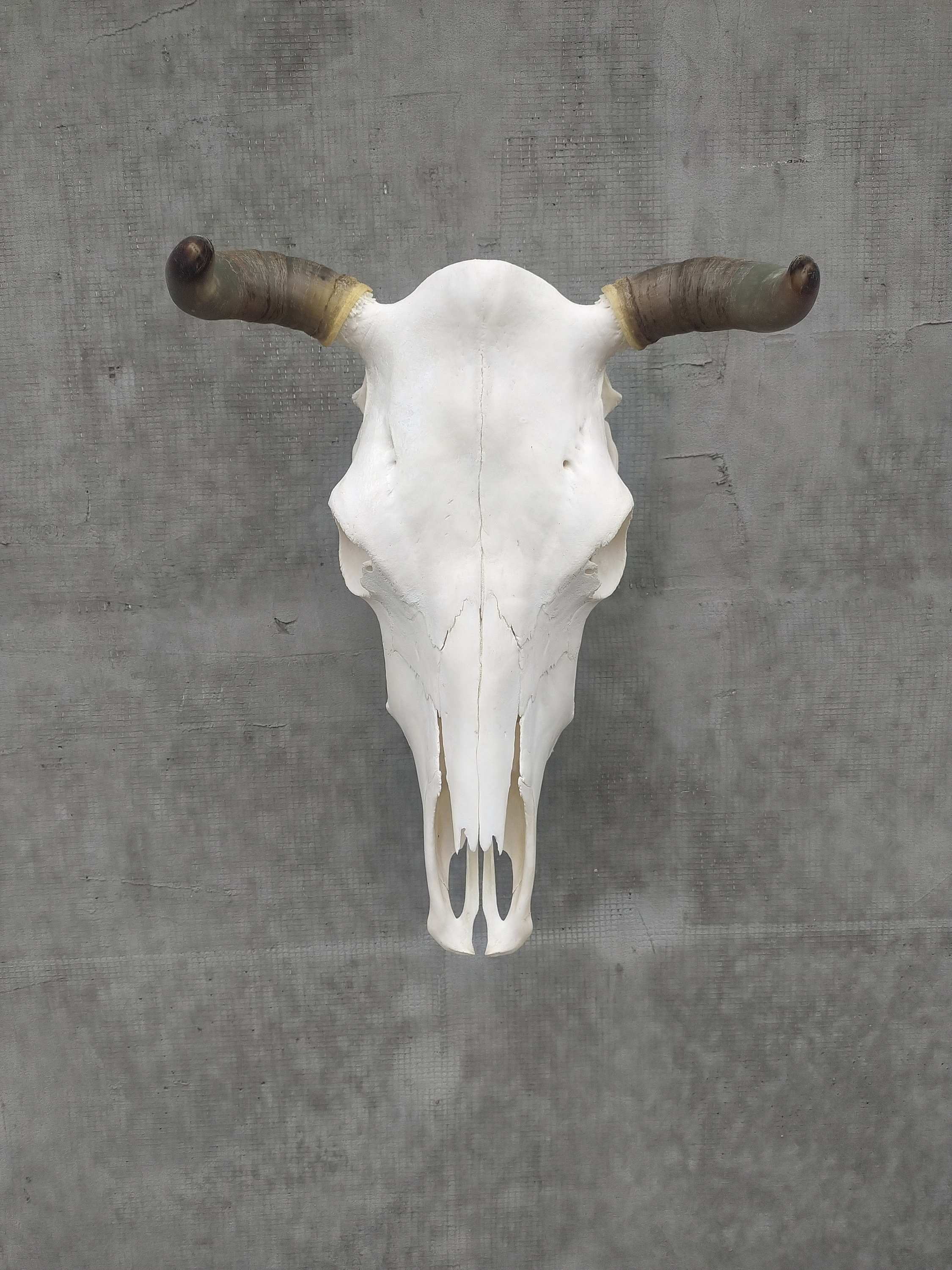 BIG HORNS, Authentic Real Bull Skull: Processed, Whitened, and Stunning ...